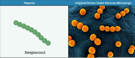 Morphology Of Bacteria Sizes Shapes Arrangements Examples With Images Biology Notes Online