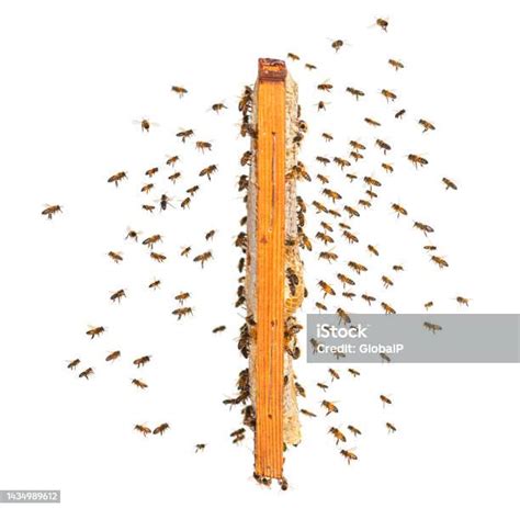 흰색 배경에 고립된 벌집 프레임을 향해 날아가는 꿀벌 떼 0명에 대한 스톡 사진 및 기타 이미지 0명 가까이 옴 곤충 Istock