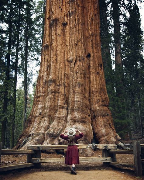 Visit The General Sherman Tree In Sequoia National Park — Flying Dawn