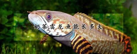 毛蟹吃什么东西能养活 发财农业网