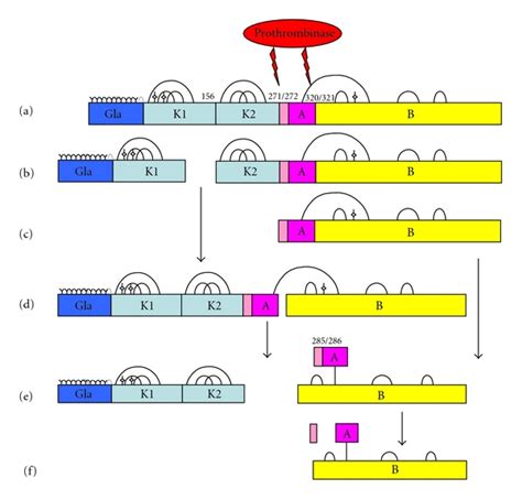 Activation Of Thrombin By The Prothrombinase Complex Reviewed In [4] Download Scientific