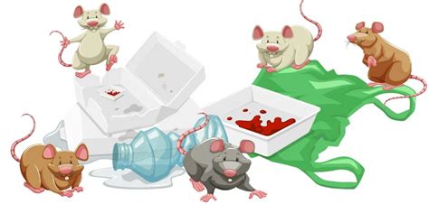 How To Control Rat Infestation Effectively New Star Pest Control