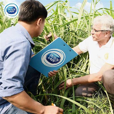 Sữa Bột Nguyên Kem Cô Gái Hà Lan Lon 850g Suachobeyeuvn