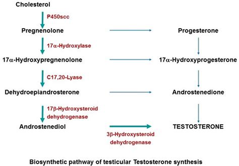 Androgen Function Production Causes Of Excess Androgen Or Low Androgen