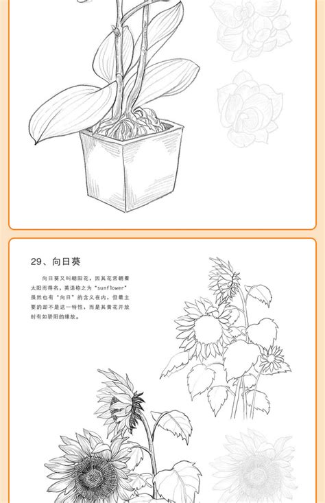 速写花入门 速写花卉 大山谷图库