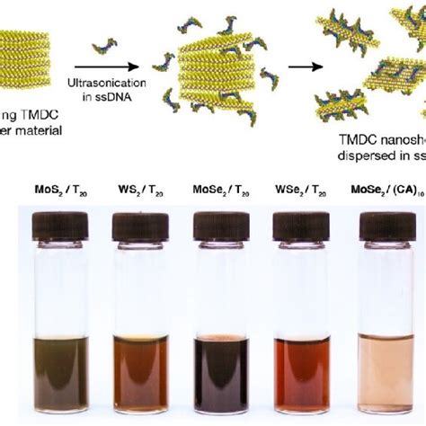Schematic Illustration Of Short Ssdna Mediated Synthesis Of Tmdcs A Download Scientific