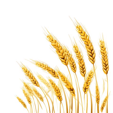 Silueta De Trigo Clipart Cosecha Natural Floral Del Trigo Del Vector