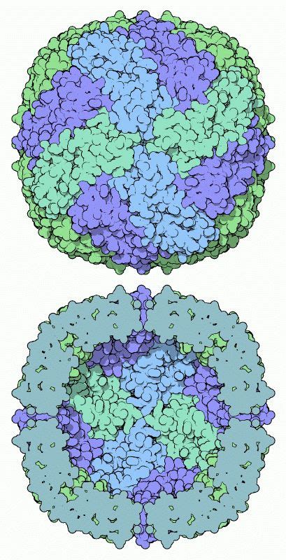 Pdb 101 Ferritin And Transferrin Molecules Months
