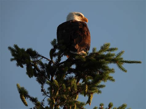 독수리 새 야생의 Pixabay의 무료 사진 Pixabay