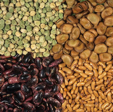 Legume Seeds Stock Image C0065085 Science Photo Library