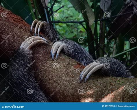 Sloth Claws Stock Image Image Of Claw Tropical Nails 90976533