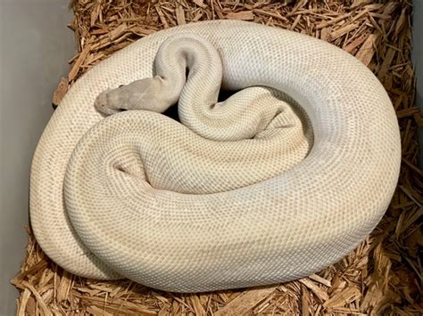 Super Phantom Clown Ball Python By Balthozar Llc