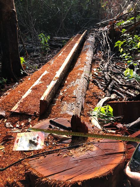 សហគមន៍ជនជាតិដើមភាគតិច សហគមន៍ជនជាតិដើមភាគតិចកួយភូមិប្រមេរុ