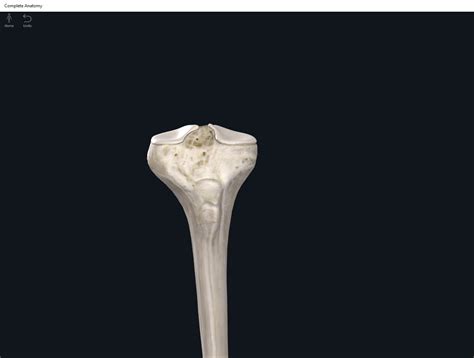 Bones Tibia Anatomy Physiology