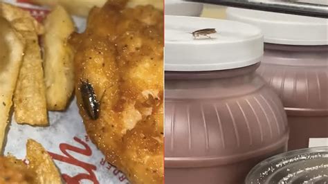 Cockroach Know All About Cockroach At Ndtv Food