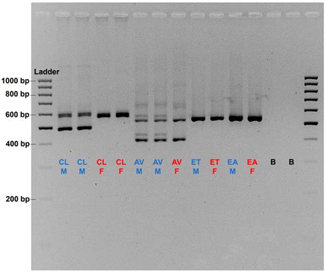 Development Of An Accurate Polymerase Chain Reaction Pcr Assay For