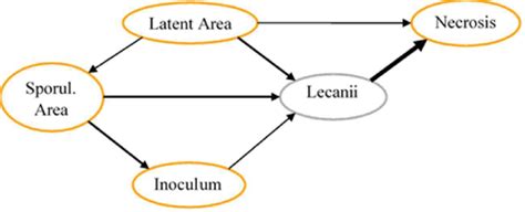 Main Relationships Between Different Rust Life Cycle Stages And Rust Download Scientific