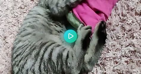 Catnip Bag Album On Imgur