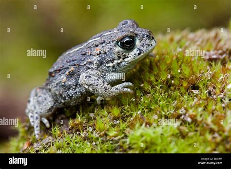 Natterjack Toad Natterjack British Toad Bufo Calamita Juvenile On