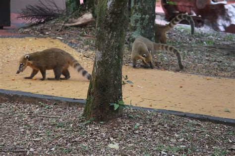 Wildlife At Iguazu Falls Argentina Side Among The Most C… Flickr