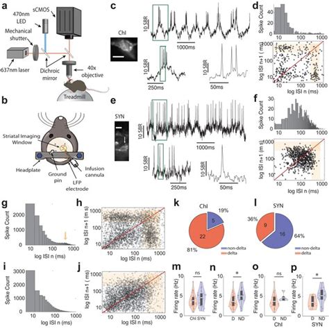 Delta Rhythmic Neurons But Not Non Delta Neurons Exhibit