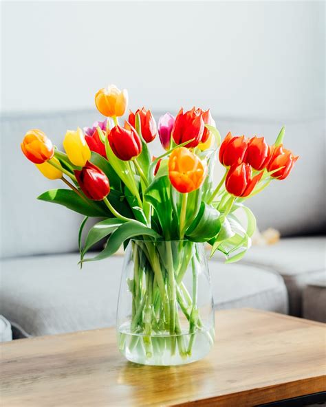 20 Household Plants That Are Toxic To Cats According To Experts