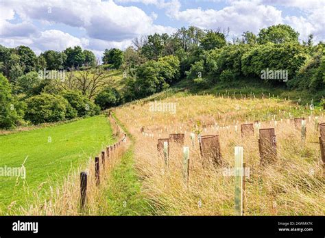 Trees Protected By Tree Guards In A Tree Planting Scheme Near The Cotswold Village Of Middle
