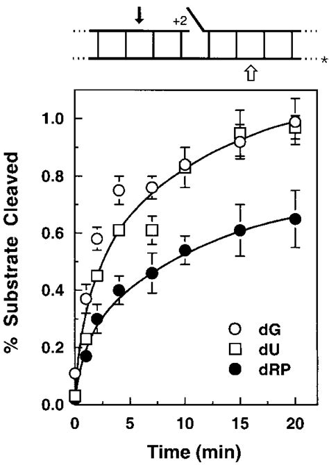 Cleavage Of Oligonucleotide Substrates Containing Dna Flaps