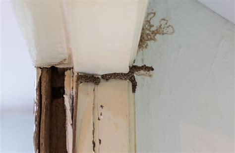 What Are Termite Mud Tubes Absolute Pest Manageent