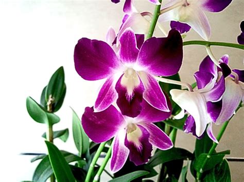 Orchid Flower 4k Wallpapers Wallpaper Cave