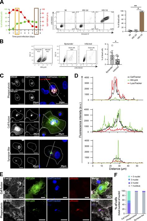 Related To Fig 1 A Flow Cytometry Analysis Of Cell Viability And Download Scientific