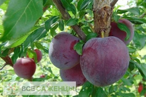 Цена на Слива Гигант Бербанк (диплоидная) - купить саженцы