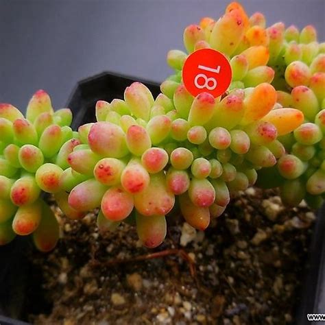 을녀심철화sedum Pachyphyllum 다육식물succulents 18th