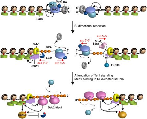 Model For Sensing And Processing Dna Dsbs When A Dsb Occurs Mrx Sae2