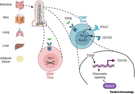 Hic Et Runx New Insights Into T Cell Tissue Residency Trends In Immunology