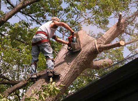 Houston Tree Service Provider In Houston TX Tree Service Professionals Free Estimates