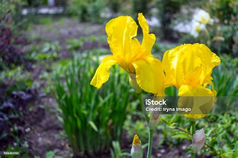 녹색 나뭇잎과 꽃 침대의 배경에 아이리스 꽃의 클로즈업 보기 아름 다운 Varietal 노란색 정원 홍입니다 선택적 초점 개화기에 대한 스톡 사진 및 기타 이미지 Istock