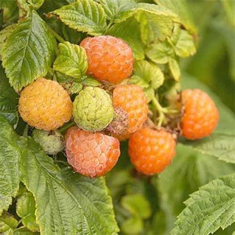 13 Of The Best Raspberry Varieties To Grow In Your Garden