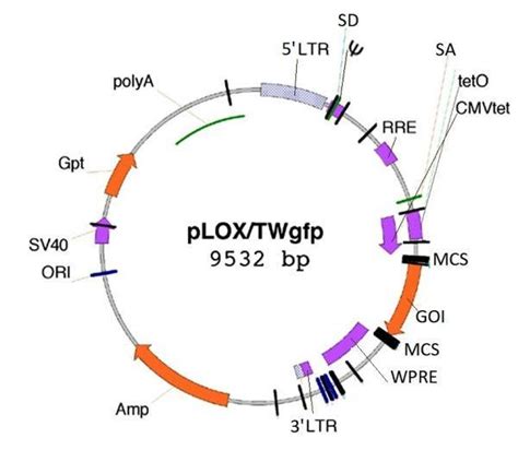 Plasmid Of The Lentiviral Vector Genome Trono D The Plasmid