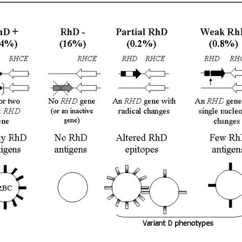Algorithm For Rhig Prophylaxis In Pregnant D Women Download Scientific Diagram