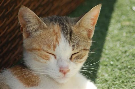 猫の模様は何種類ある？柄の名前や性格について解説！ ネコマガ