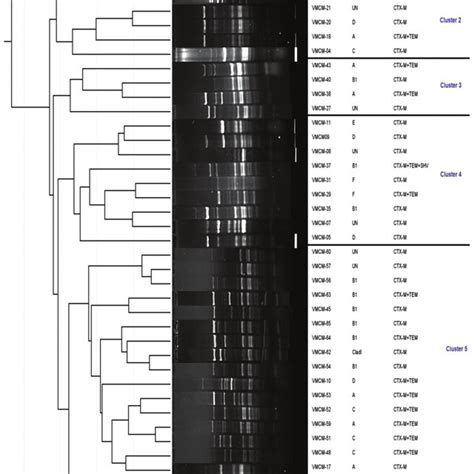 Dendrogram Of Enterobacterial Repetitive Intergenic Download