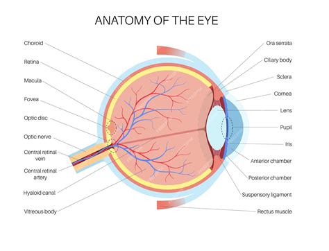 Human Eye Diagram Sclera At Michael Delamothe Blog