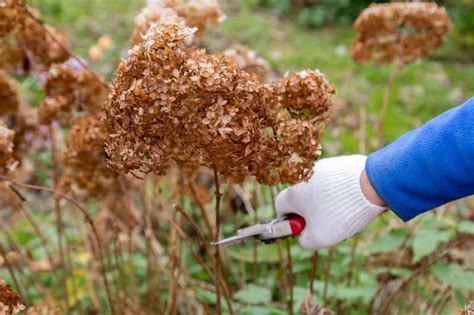 Pruning Hydrangea How And When To Maximize Flower Production