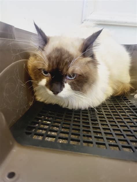 비숑프리제분양가 유기견 미니비숑 웰시코기분양 스피츠 요크셔테리어분양 먼치킨고양이 노르웨이숲고양이분양 하루 강아지배변훈련 도그마루 홈스쿨 강아지훈련소 강아지입질 강아지