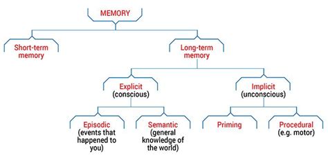 Types Of Memory Queensland Brain Institute University Of Queensland Types Of Memory