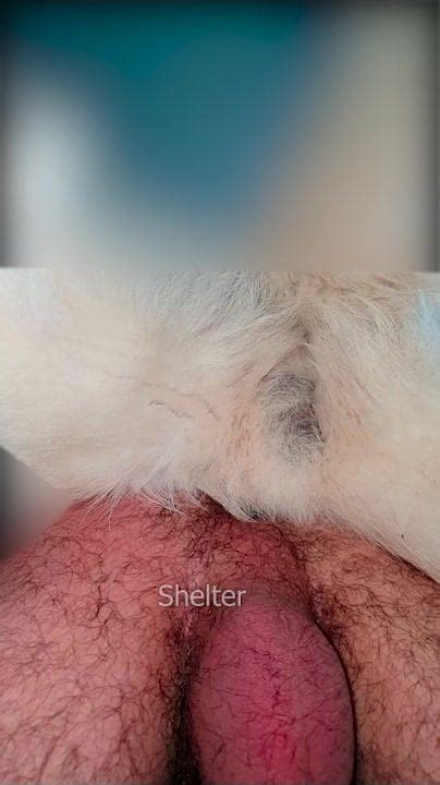 Husky Knot Guy Zoo Tube 1