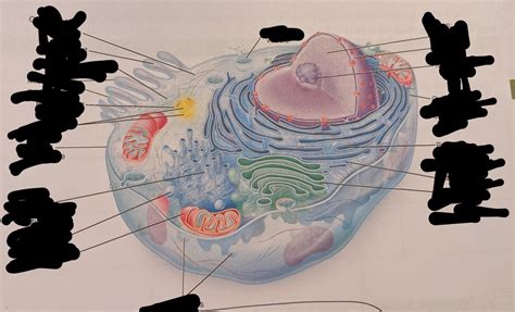 Generalized Cell Diagram Quizlet