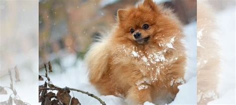 Шпиц купить в Ельце Животные и зоотовары Авито