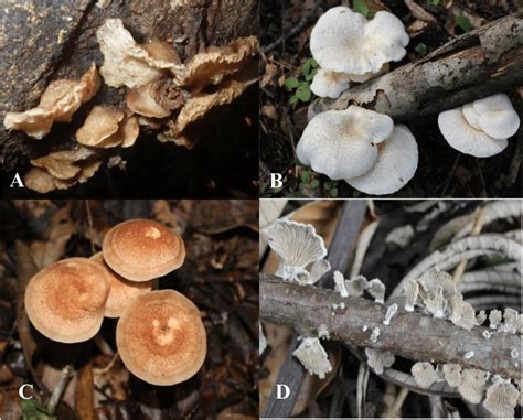 Saprotrophic Fungi